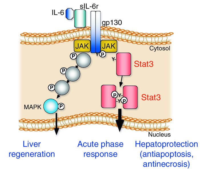 IL6ST Products - Creative Diagnostics