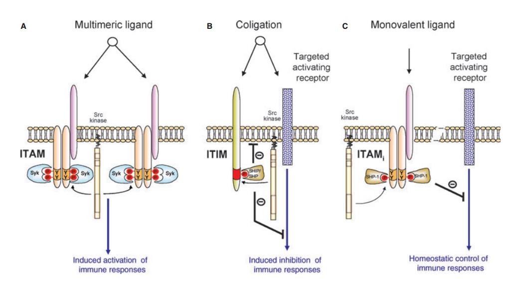 ITIM/ITAM Immunoreceptors and Related Molecules - Creative Diagnostics