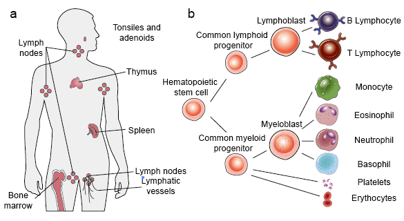 Immunology ELISA Kits - Creative Diagnostics