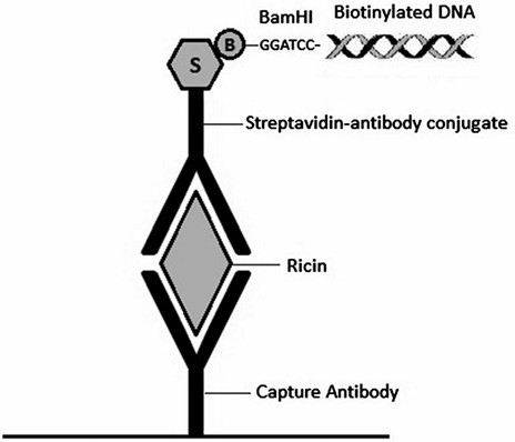 Immuno-PCR Assays - Creative Diagnostics