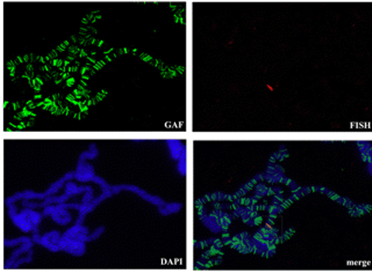 ImmunoFISH - Creative Diagnostics