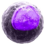 Immunocyte Markers - Creative Diagnostics