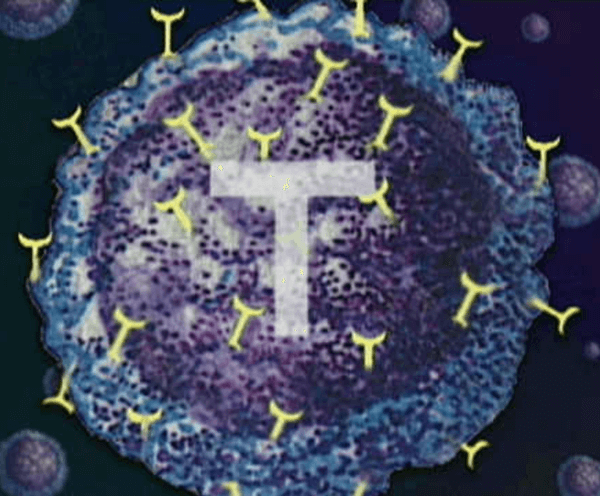 Immunocyte Markers - Creative Diagnostics