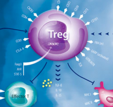 Immunocyte Markers - Creative Diagnostics