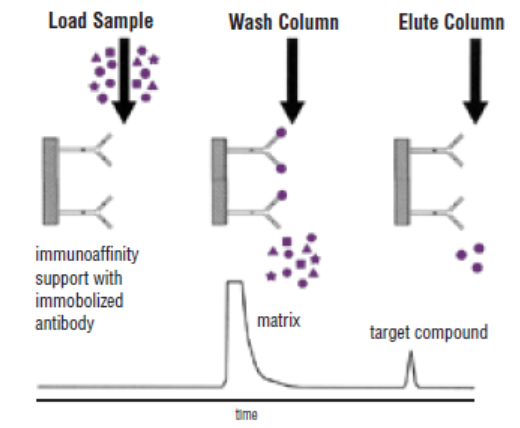 Immunoprecipitation Diagram Fast Chromatin Immunoprecipitation (ChIP)