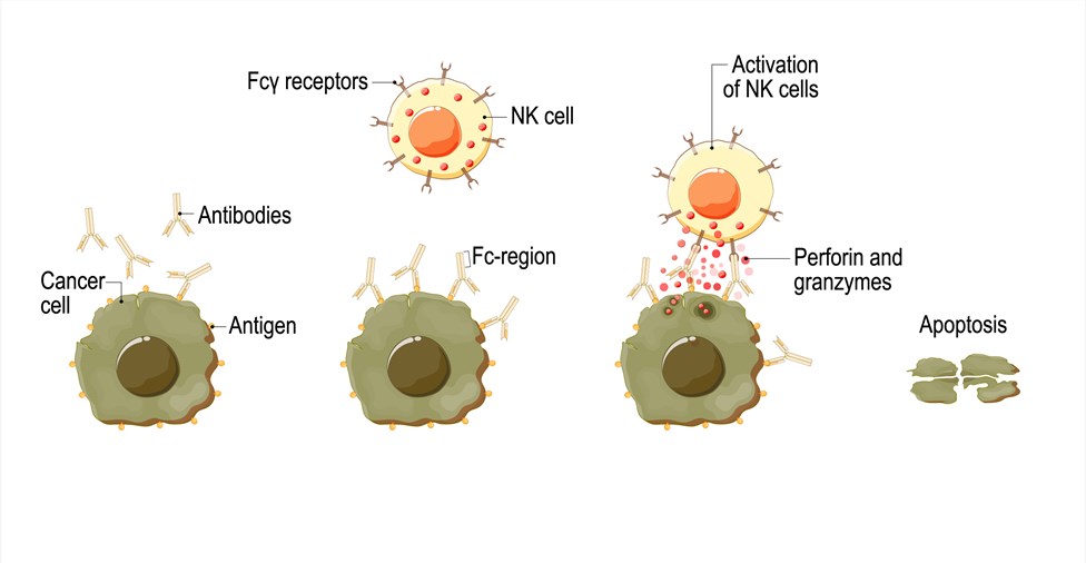 In Vitro Antibody Activity Test Service - Creative Diagnostics