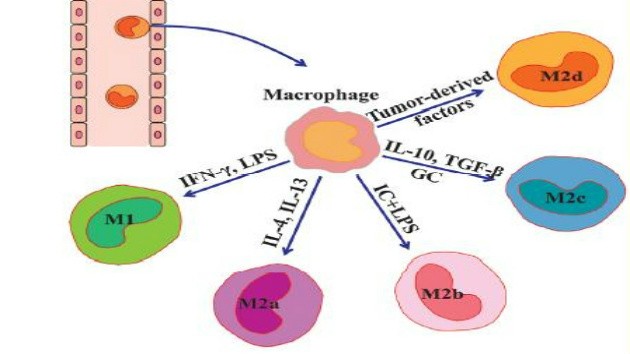 Cell Experiment Protocol - Creative Diagnostics