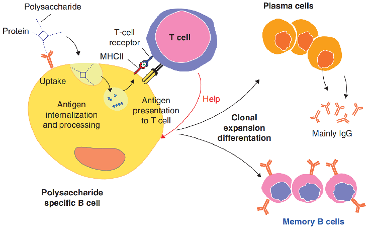 Inactivated Bacterial Antigens for Vaccine Research and Development ...