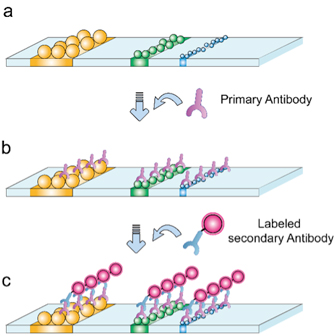 Western Blot Protocol - Creative Diagnostics