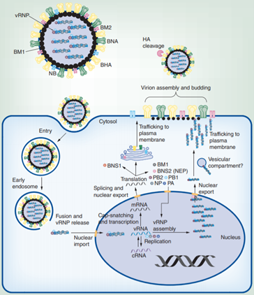 Influenza B Virus Antigens - Creative Diagnostics