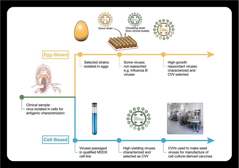 Influenza Vaccine - Creative Diagnostics