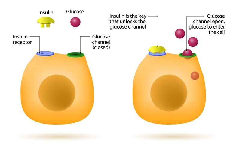 Endocrine System Signaling Pathway - Creative Diagnostics