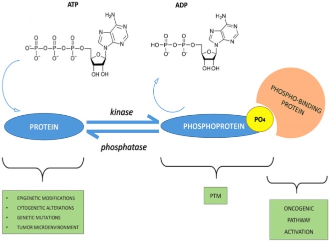 Intracellular Kinases - Creative Diagnostics