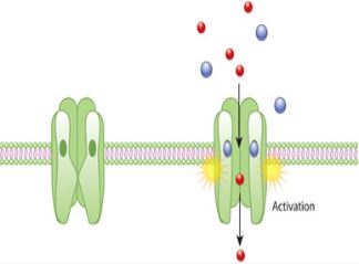 Ion Channel - Creative Diagnostics
