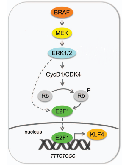 KLF4 Signaling Pathway - Creative Diagnostics