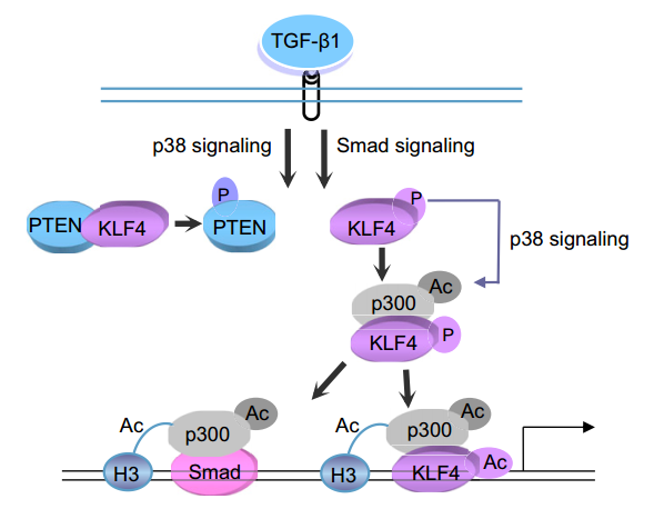 KLF4 Signaling Pathway - Creative Diagnostics