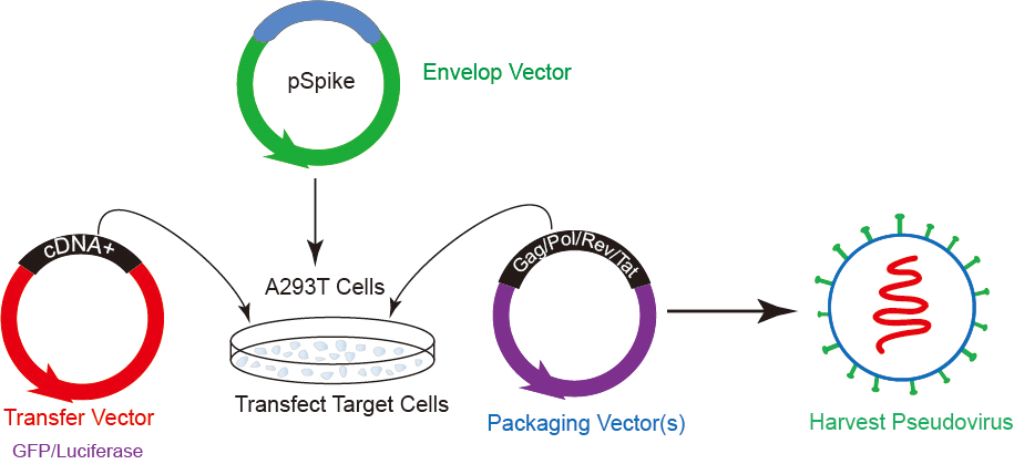 Lentiviral SARS-CoV-2 Pseudovirus - Creative Diagnostics