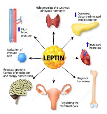 Metabolism Signaling Pathway - Creative Diagnostics