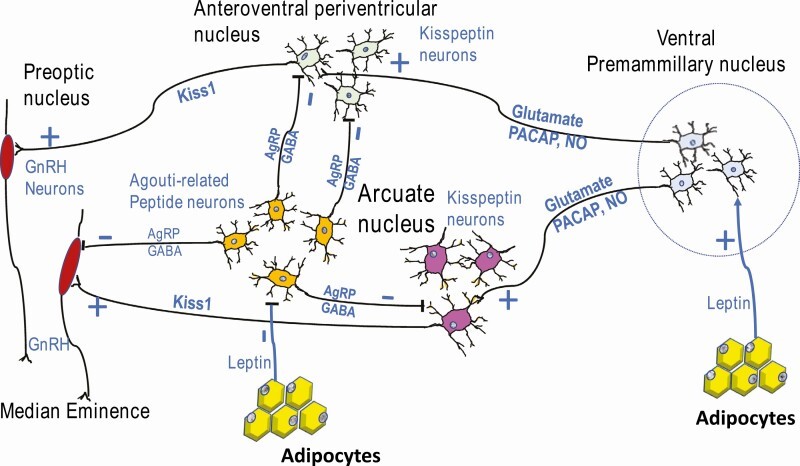 Research Review - Creative Diagnostics