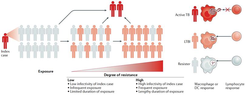 M. tuberculosis Antibodies and Antigens - Creative Diagnostics