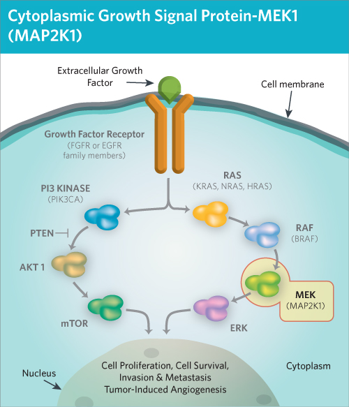 Immunology and Inflammation Signaling Pathway - Creative Diagnostics