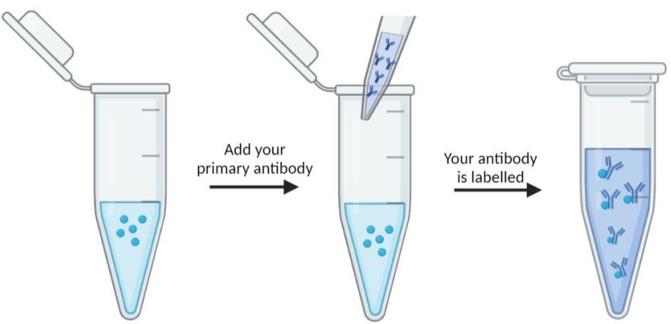 Magic Fast™ HRP Conjugation Kit - Creative Diagnostics