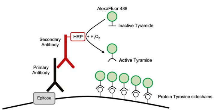 Protocol for Enhancing Immunofluorescence Signals with Tyramide - Creative Diagnostics