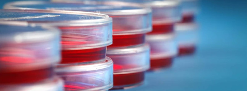 Mammalian Cell Tissue Culture - Creative Diagnostics