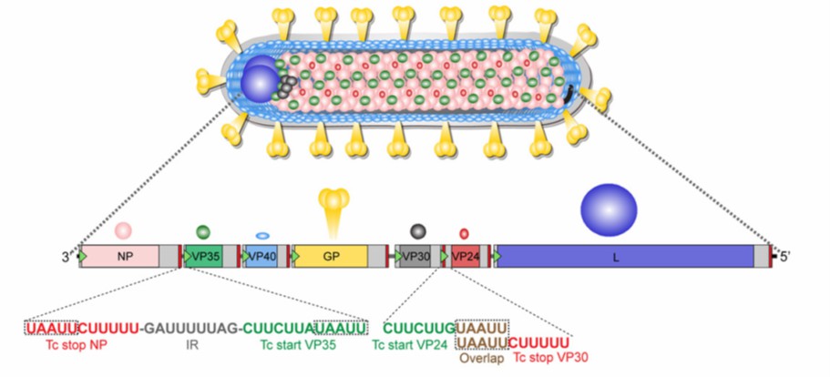 Marburg Virus - Creative Diagnostics