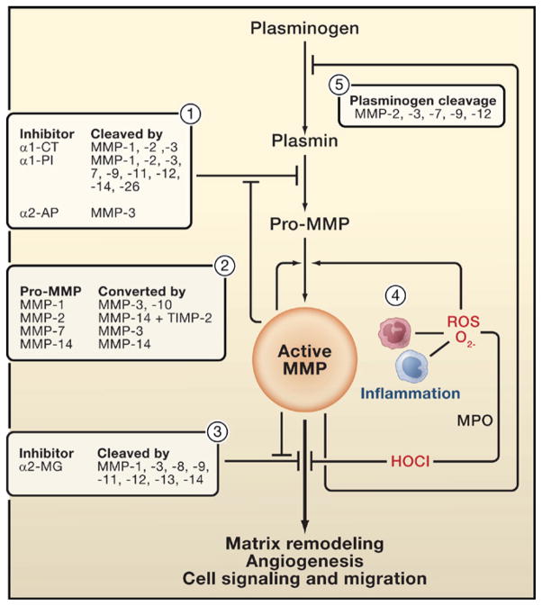 Metalloproteases and Regulators - Creative Diagnostics
