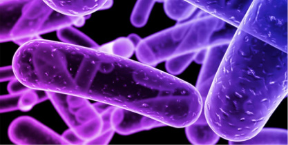 Brucella Abortus Antigens - Creative Diagnostics