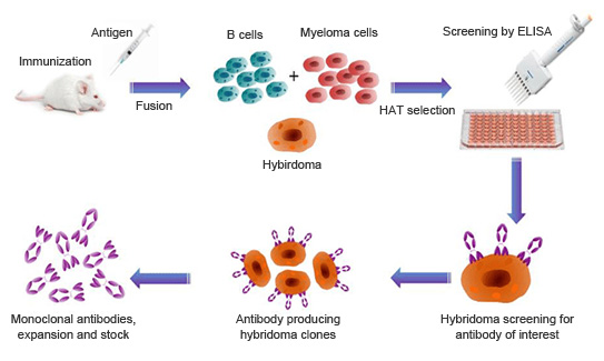 Monoclonal Anti-idiotypic Antibody Production - Creative Diagnostics