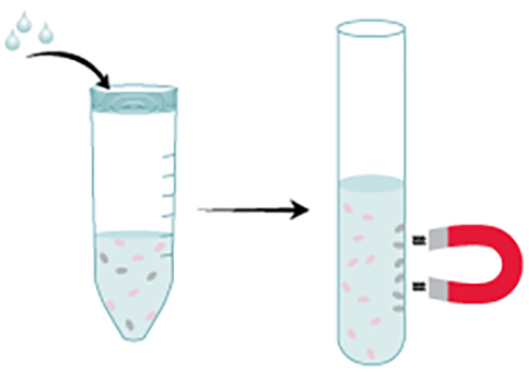 Cell Experiment Protocol - Creative Diagnostics