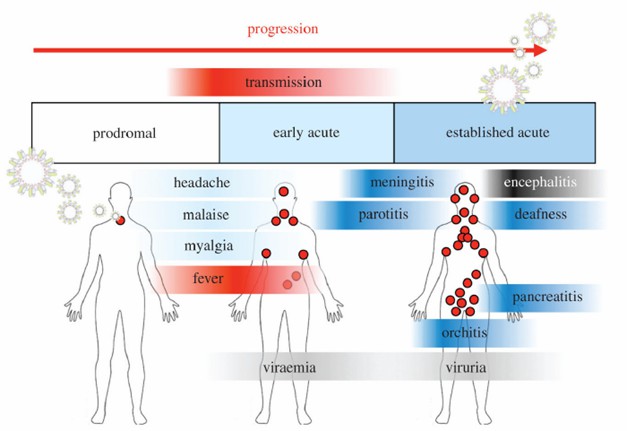 Mumps Virus - Creative Diagnostics