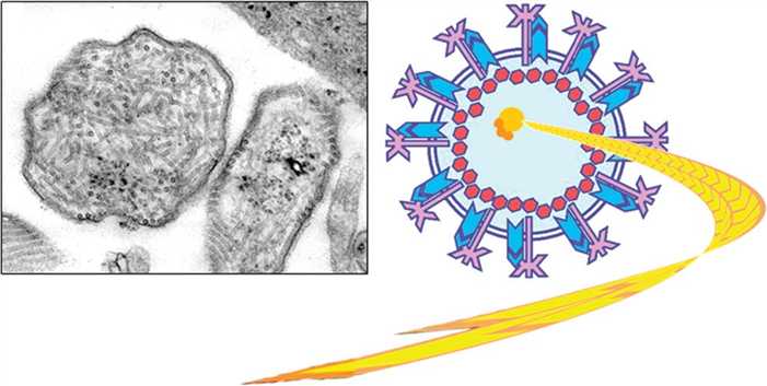 Mumps Virus - Creative Diagnostics