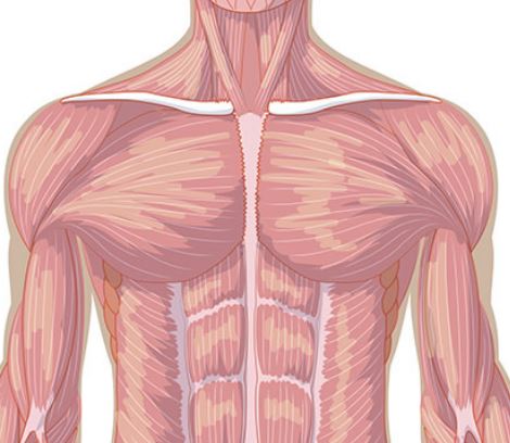 Muscular System Development - Creative Diagnostics