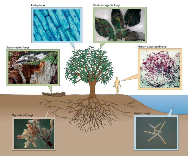 Fungal Antigens for Fungal Research - Creative Diagnostics