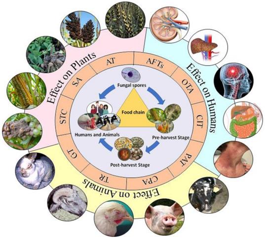 Mycotoxin - Creative Diagnostics