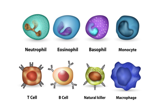 Myeloid-derived Suppressor Cells (MDSC) - Creative Diagnostics