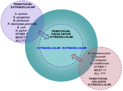 Native Bacterial Antigens - IVD Raw Material - Creative Diagnostics