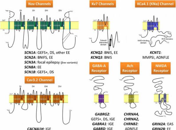 Types Of Neurotransmitters