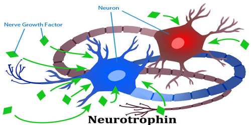 Neuroscience Signaling Pathway - Creative Diagnostics