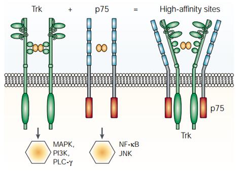 Neurotrophin Signaling Pathway - Creative Diagnostics