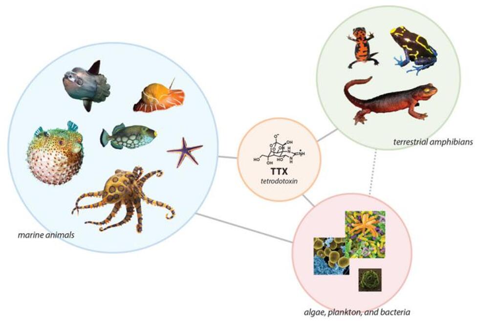 New Products for Tetrodotoxin (TTX) Analysis - Creative Diagnostics