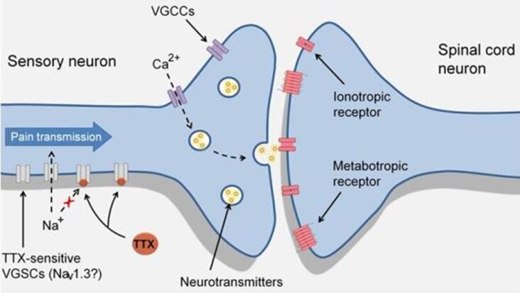 New Products for Tetrodotoxin (TTX) Analysis - Creative Diagnostics