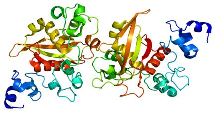 Notch Family - Creative Diagnostics
