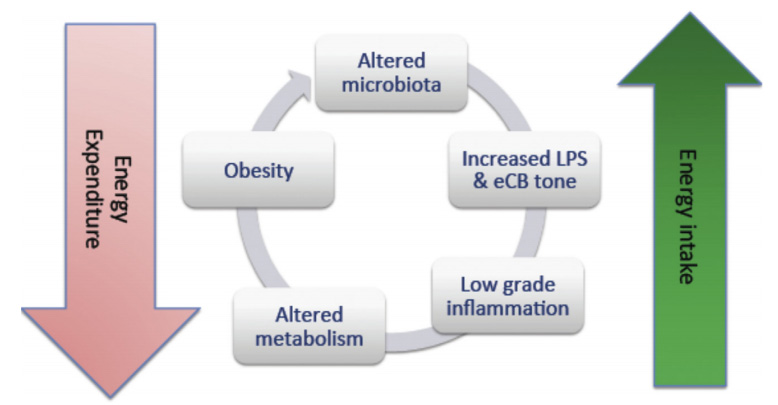 Obese Signaling Pathway - Creative Diagnostics