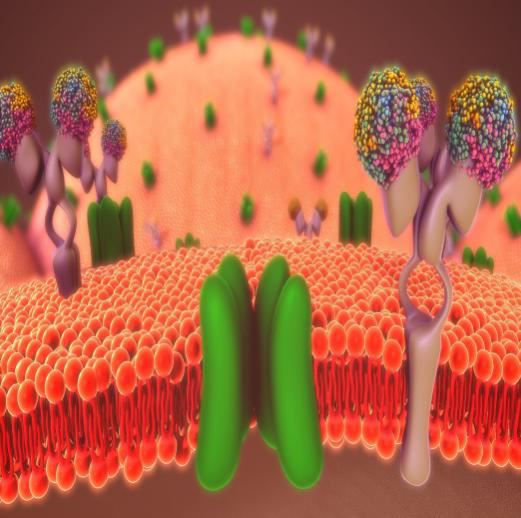 Organic Cation Transporter (OCT) Immunology Reagents - Creative Diagnostics