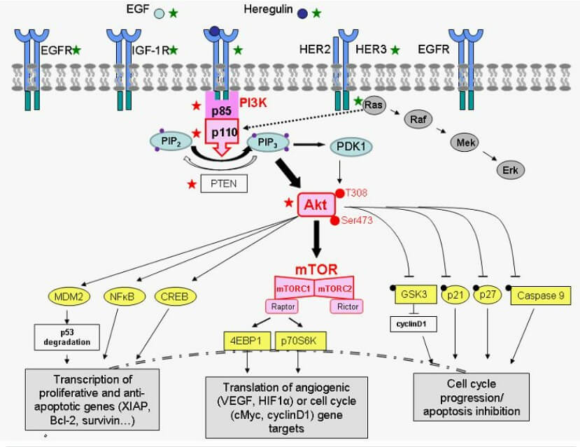 Ovarian Cancer - Creative Diagnostics