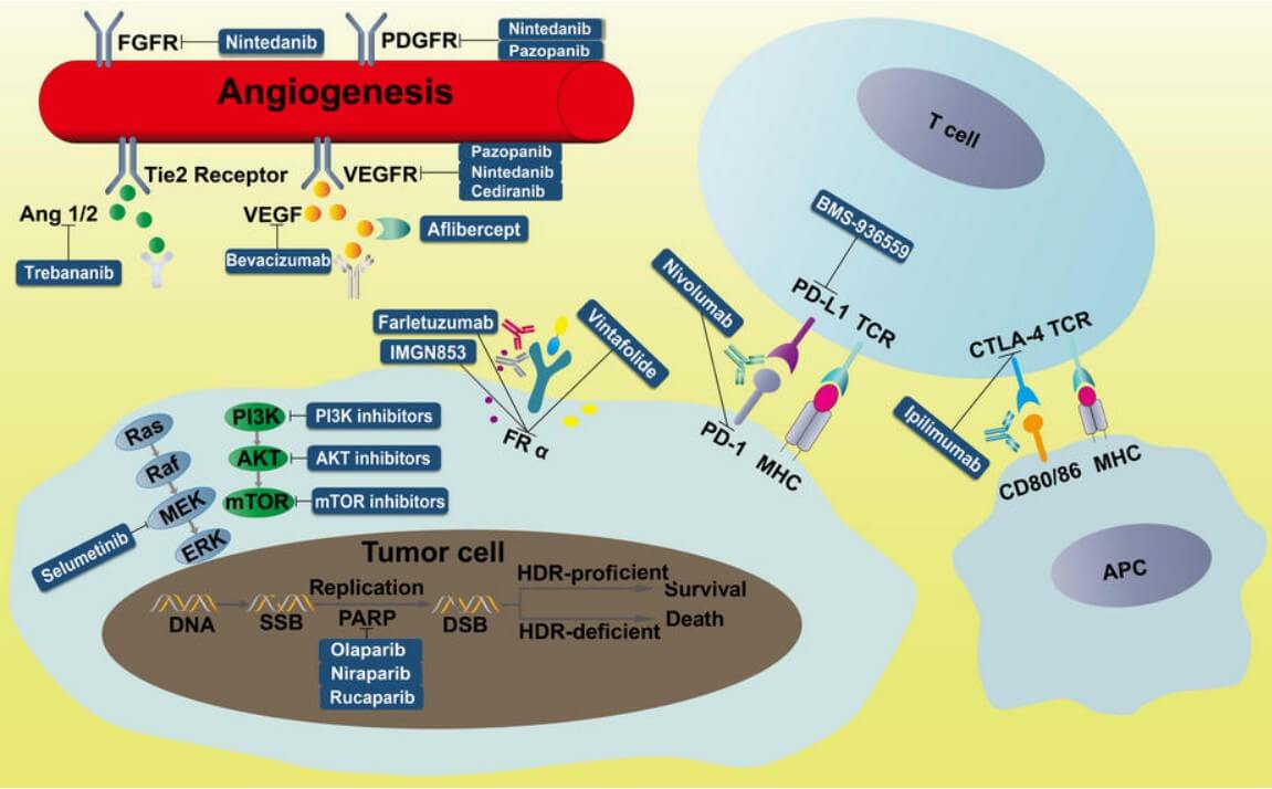 Ovarian Cancer - Creative Diagnostics